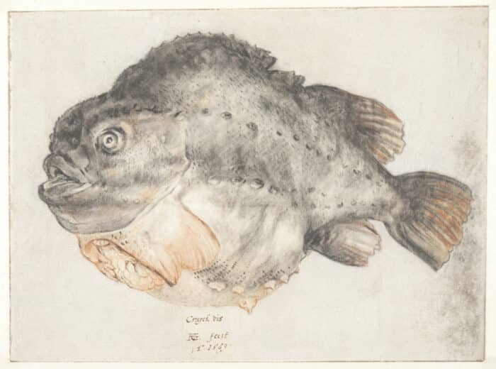 Tekeningen van Bruegel, Rubens en Jordaens ontsloten in boekvorm • KBR
